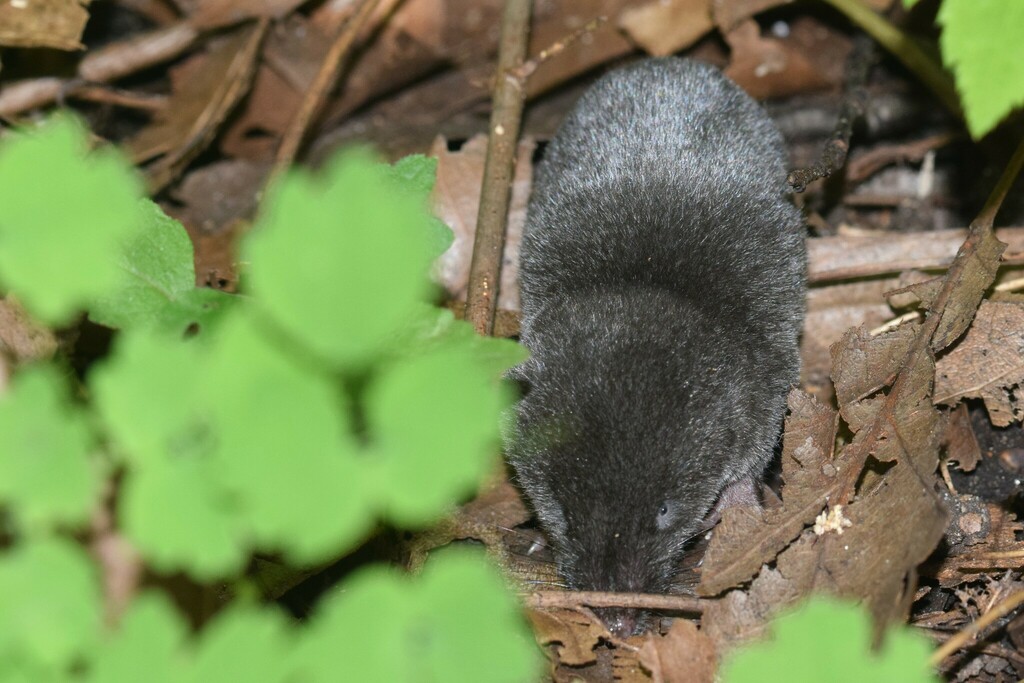 Northern Short-tailed Shrew from Ojibway Prairie Complex, Windsor, ON ...