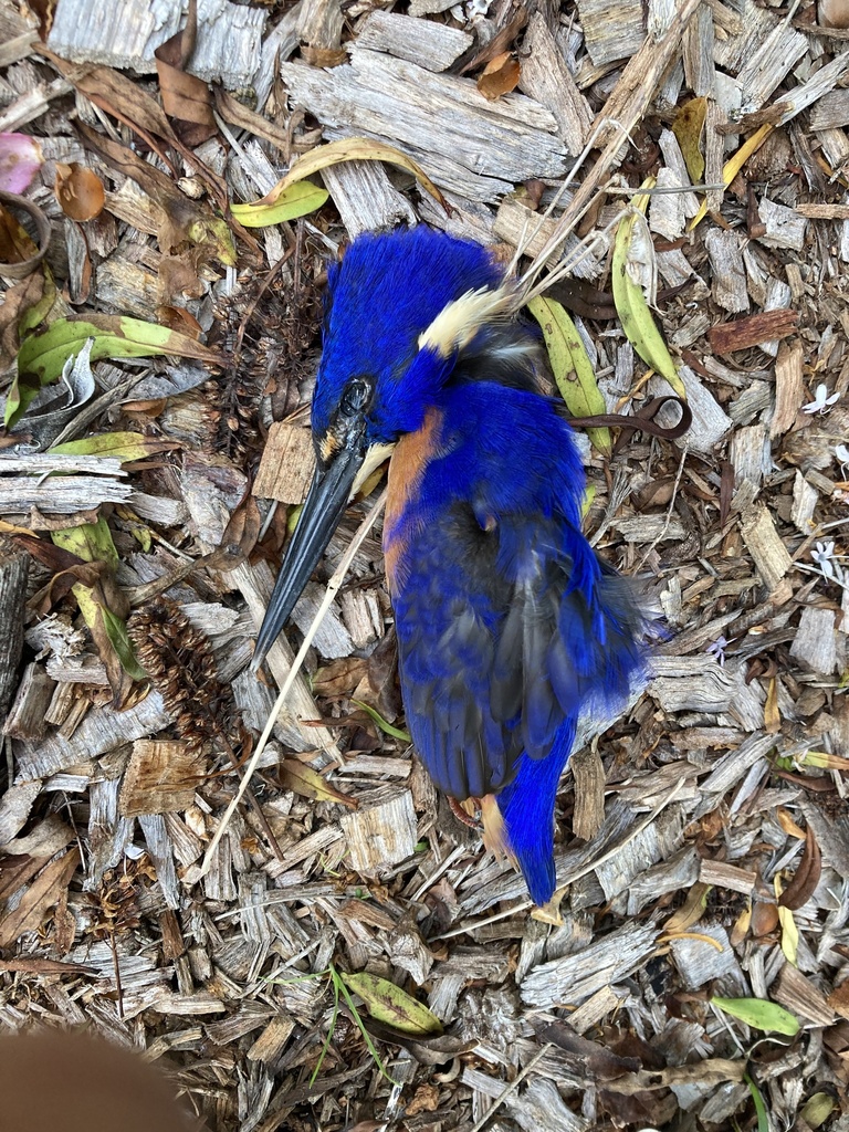 Azure Kingfisher from Fred Evans Lane, Culburra Beach, NSW, AU on July ...