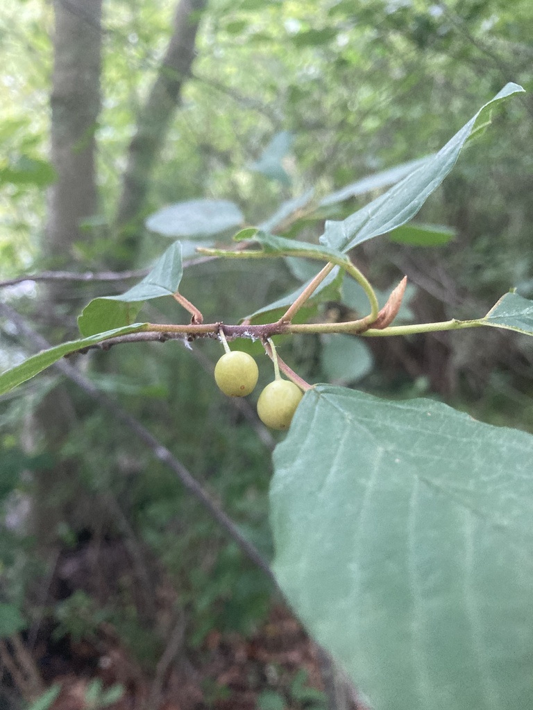 alder buckthorn from West Kingston, RI, US on July 5, 2024 at 06:08 PM ...