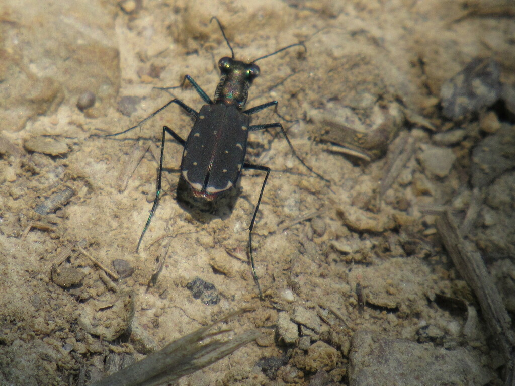 Eastern Red-bellied Tiger Beetle from Chaparral Prairie, Adams County ...