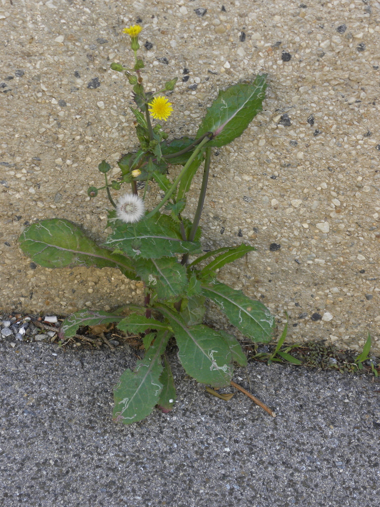 prickly sowthistle from Graz, Austria on June 18, 2024 at 04:26 PM by ...
