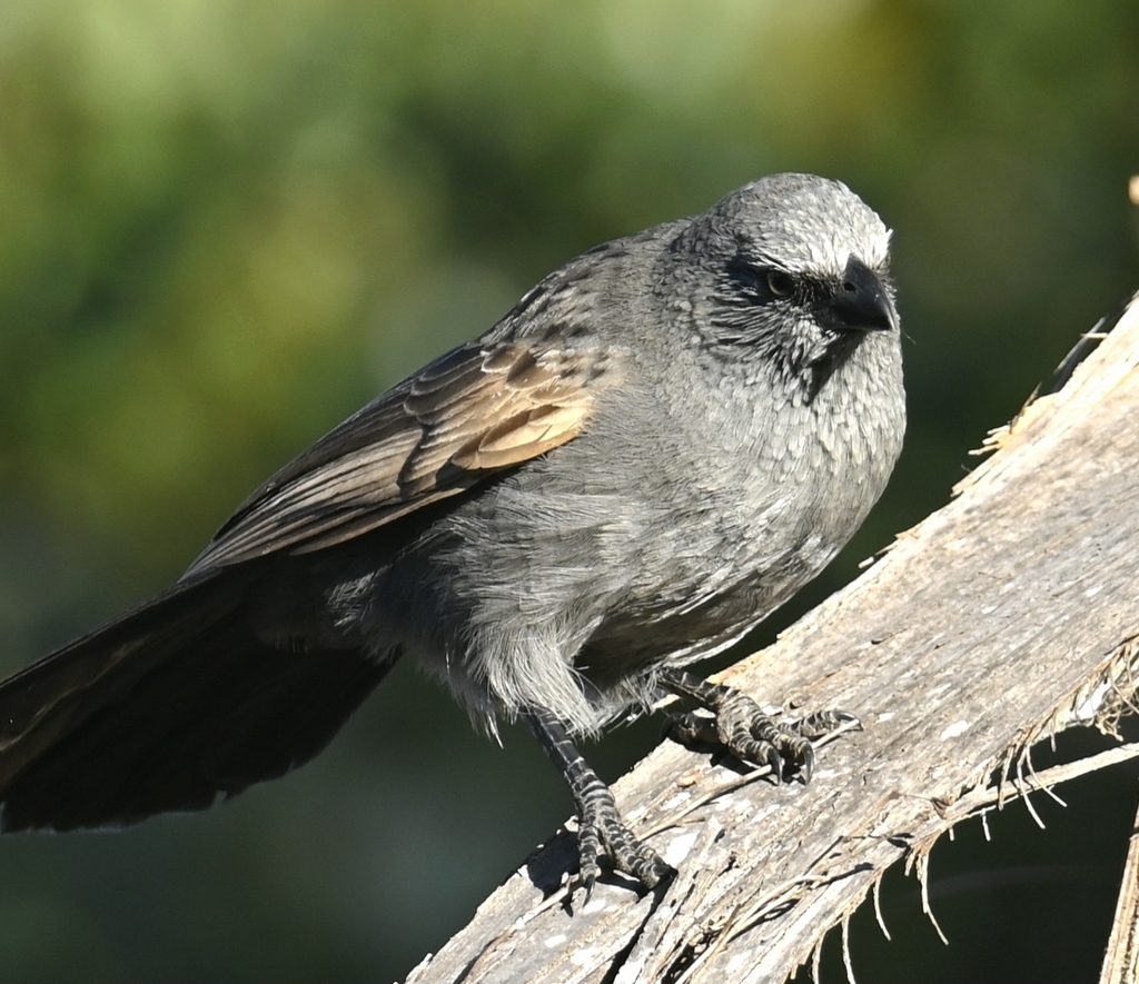 Apostlebird from Chinchilla QLD 4413, Australia on July 22, 2024 at 07: ...
