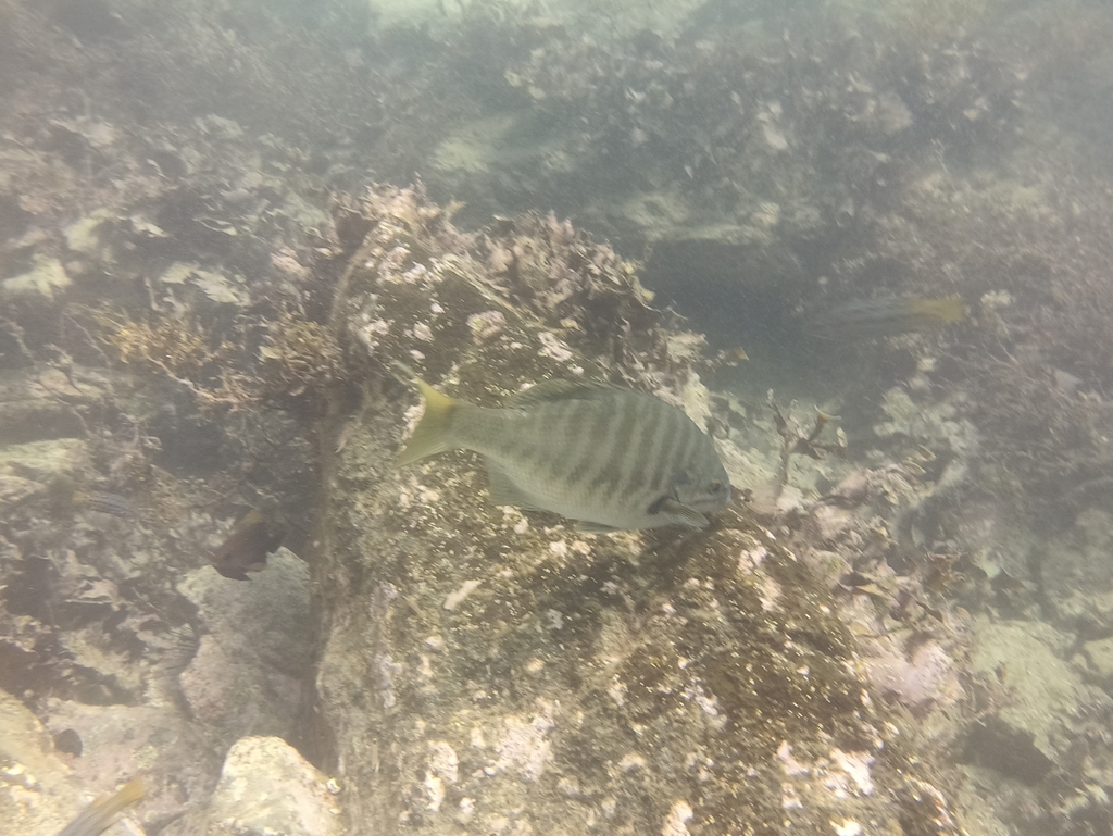 Zebra-perch Sea Chub from México on July 15, 2024 at 10:54 AM by ...