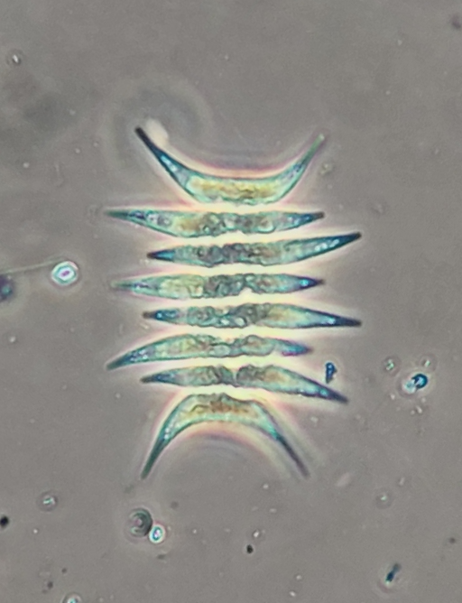 Pectinodesmus from Brisbane QLD, Australia on July 20, 2024 at 01:59 PM ...