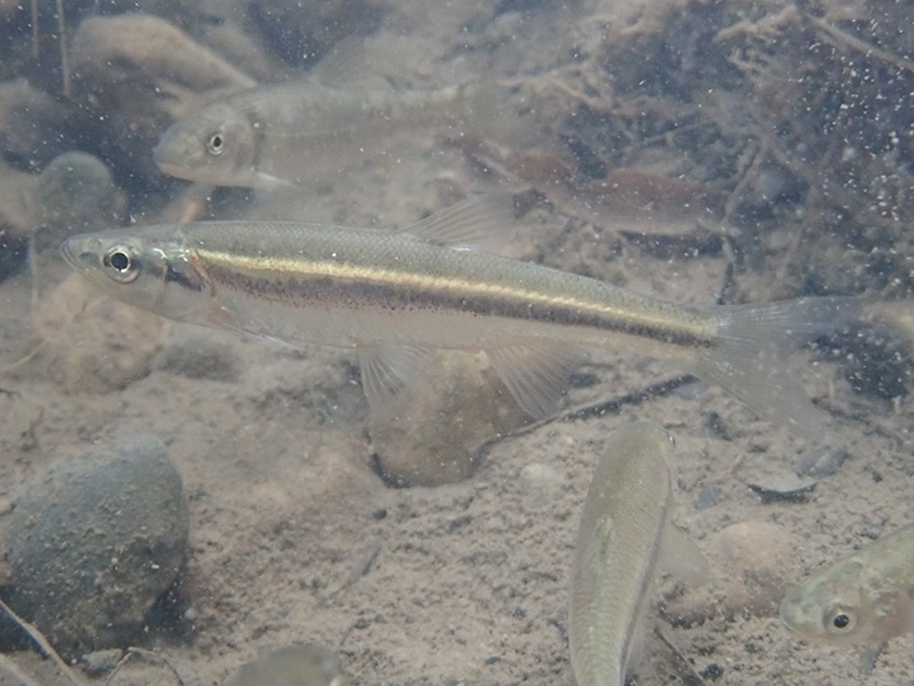 Redside Dace in July 2024 by Below Blue Water Diver. I seriously can’t ...