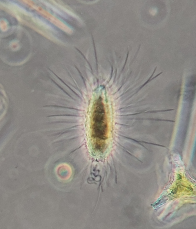 Mallomonas from Brisbane QLD, Australia on July 20, 2024 at 01:59 PM by ...