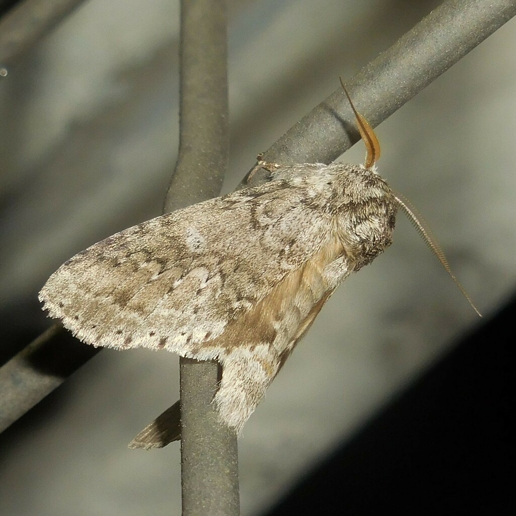 Variable Oakleaf Caterpillar Moth from 1420 Amsterdam Ave on July 21 ...