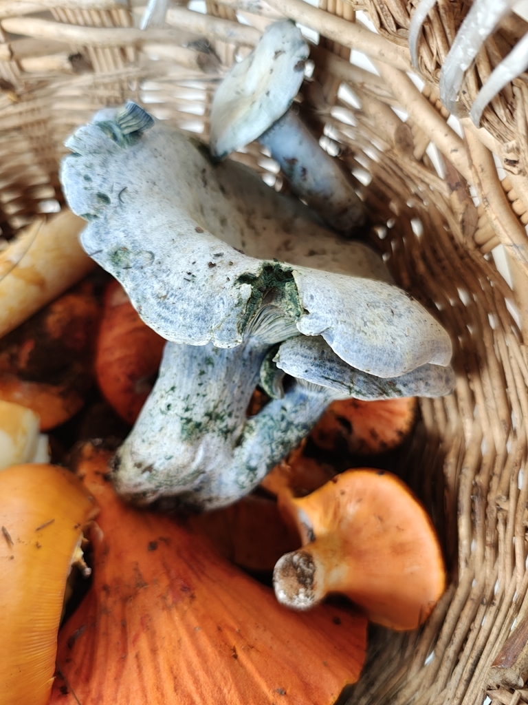 Hongo azul desde Sanambo, Mich., México el 21 de julio de 2024 a las 10 ...