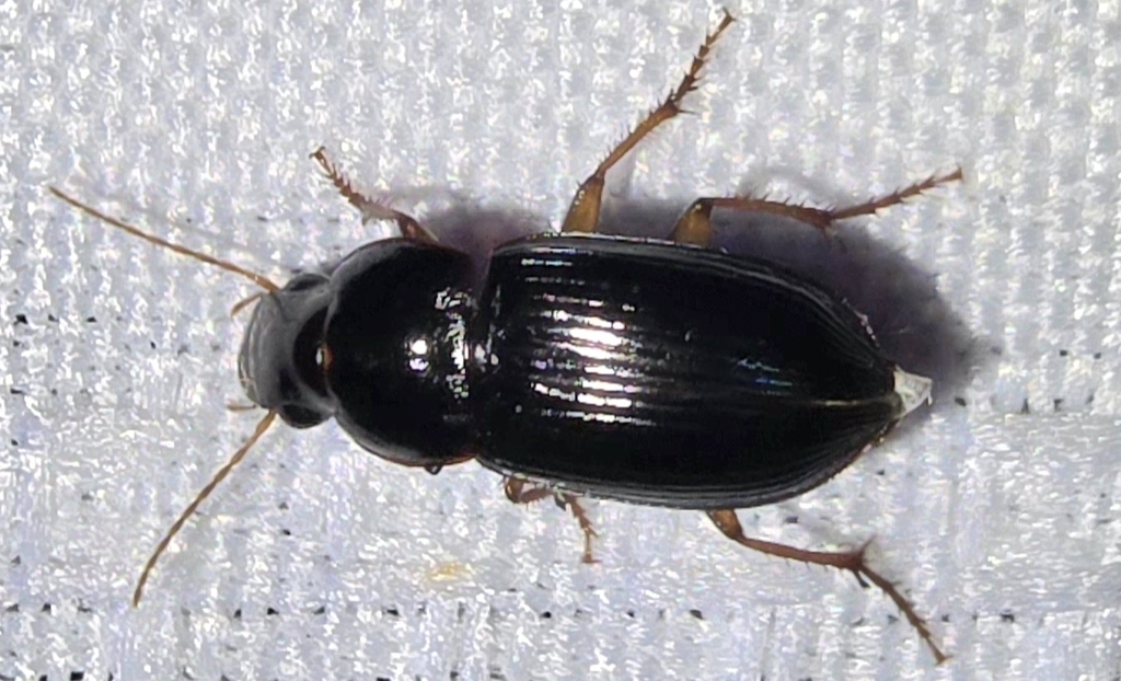 Harpalini from Holly Springs, NC 27540, USA on July 21, 2024 at 09:34 ...