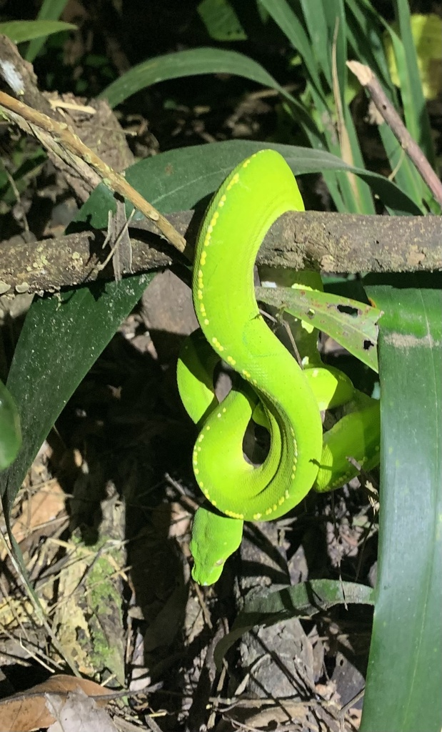 Southern Green Python in July 2024 by rossnthqld · iNaturalist