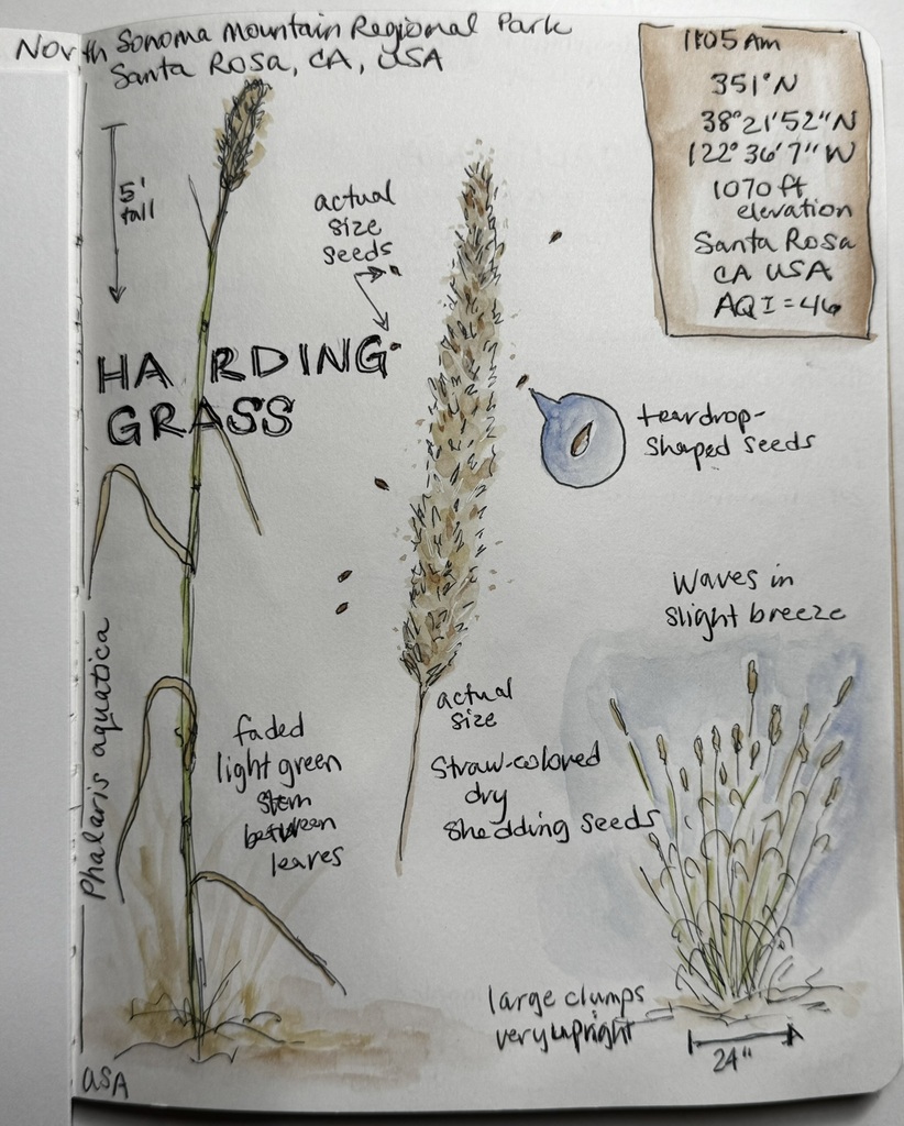 harding grass from North Sonoma Mountain Regional Park, 5297 Sonoma ...