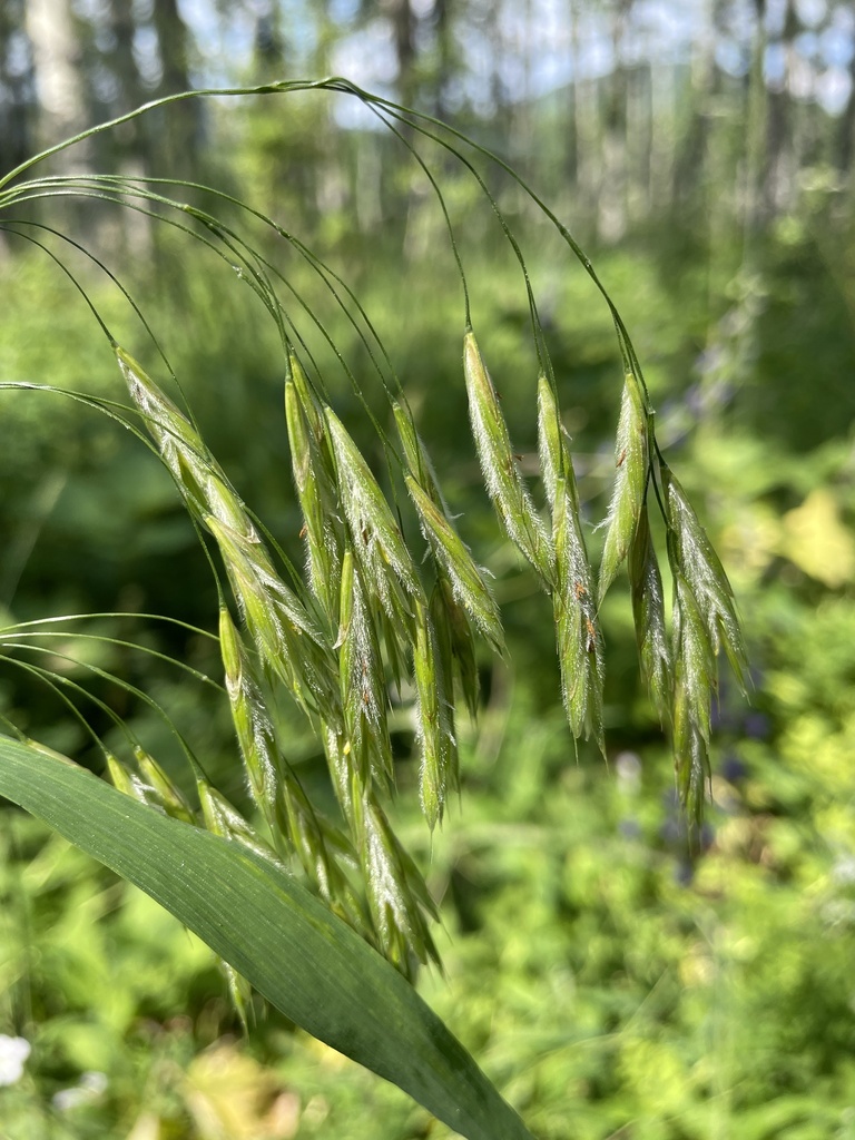 bromes (Bromus) - Botanical Realm