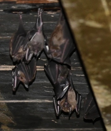 Seba's Short-tailed Bat from Colón, PA on July 21, 2024 at 11:04 AM by ...