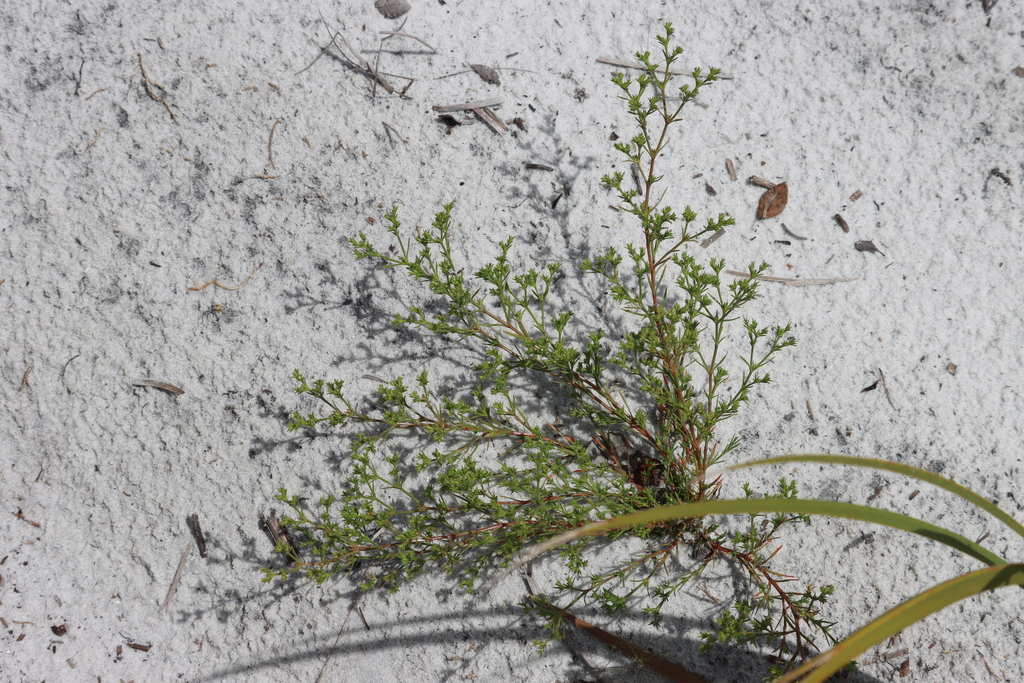 Rust Weed from Polk County, FL, USA on July 20, 2024 at 10:22 PM by LW ...