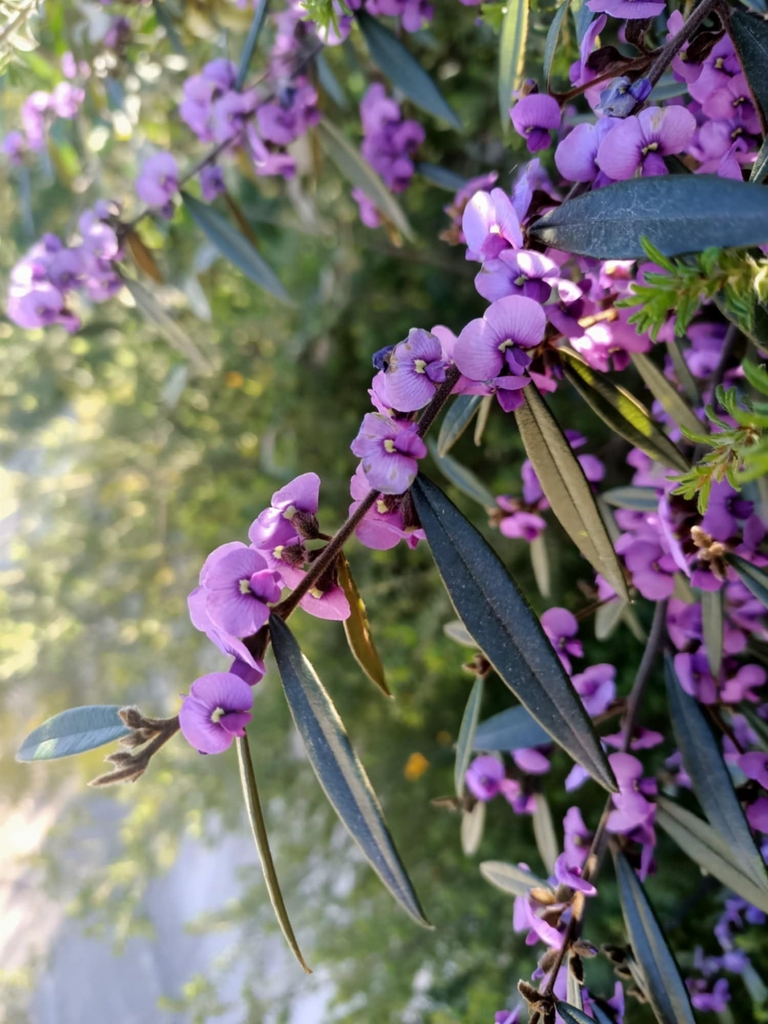 Purple Bush Pea from Burleigh Heads QLD 4220, Australia on July 15 ...