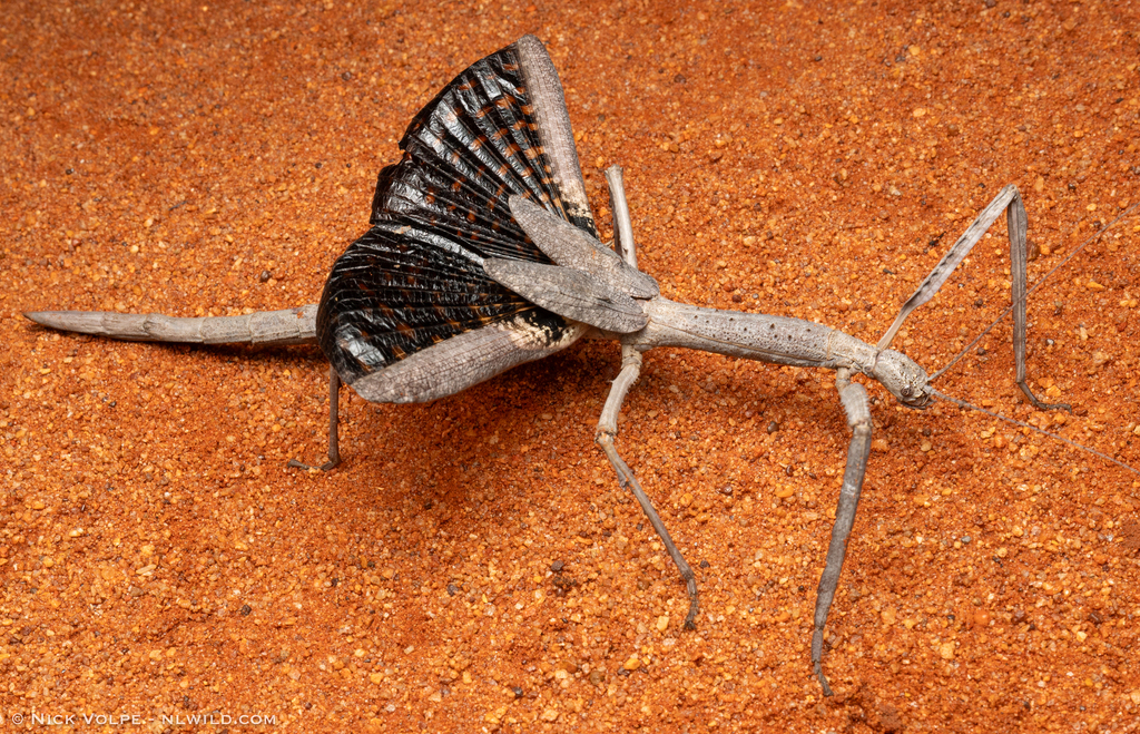 Inland Horned Stick Insect in November 2023 by Nick Volpe · iNaturalist