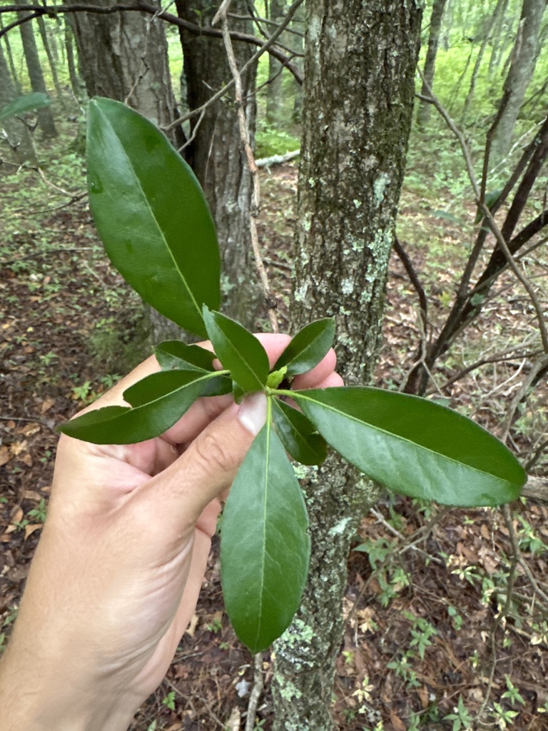 mountain laurel from West Kingston, RI, US on July 5, 2024 at 05:48 PM ...