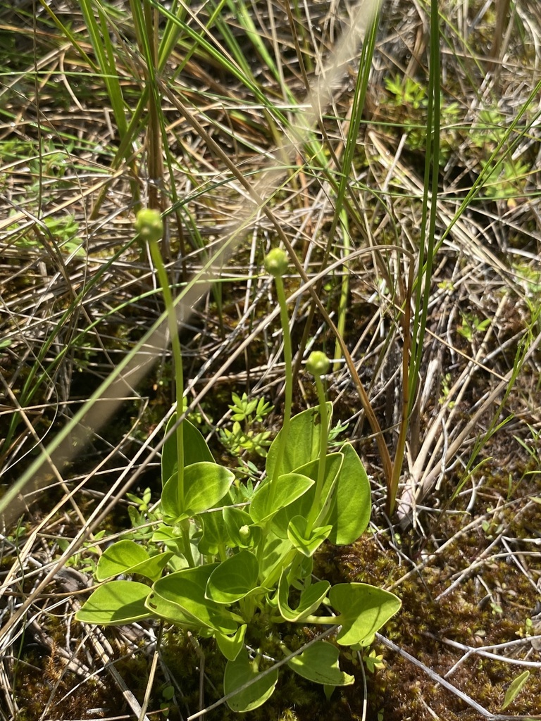 fen grass of Parnassus in July 2024 by Dan MacNeal · iNaturalist
