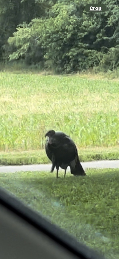 Wild Turkey from Biltmore House, Asheville, NC, US on June 14, 2024 at ...