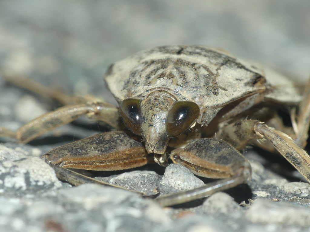 Exciting Water Bugs In Ohio Gallery