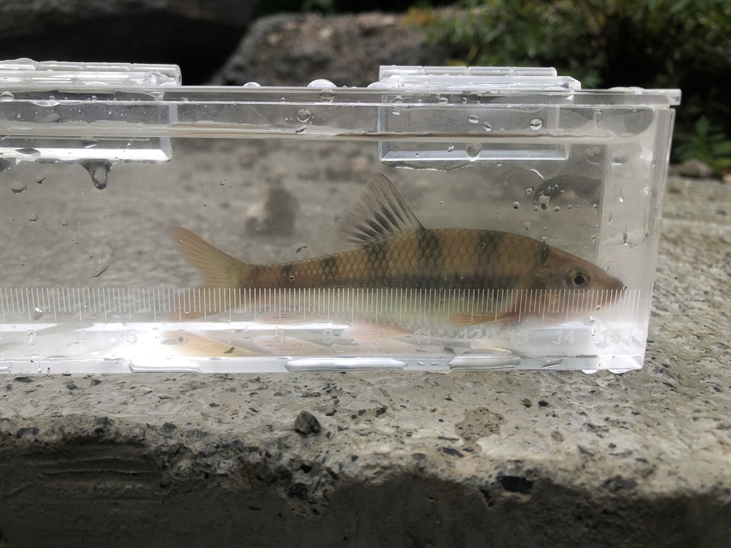 Acrossocheilus parallens from 西江千户苗寨, 黔东南苗族侗族自治州, 贵州省, CN on August 14 ...