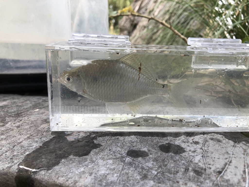 Giant Chinese Bitterling from 玄武门, 南京市, 江苏省, CN on October 28, 2023 at ...