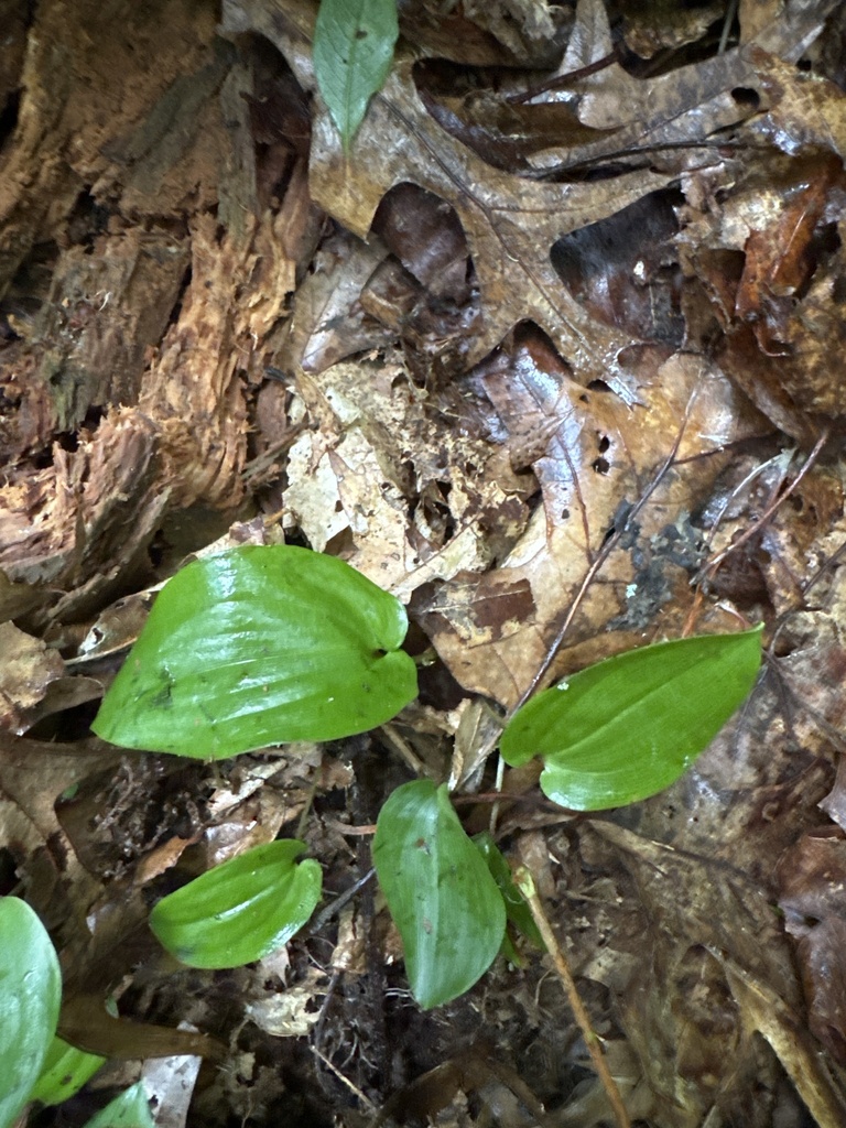 Canada mayflower from West Kingston, RI, US on July 5, 2024 at 06:41 PM ...