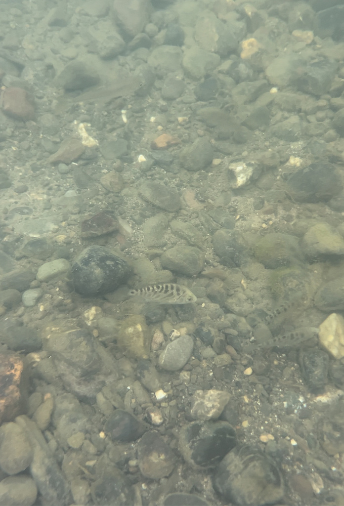 Russian River tule perch from Russian River, Forestville, CA, US on ...