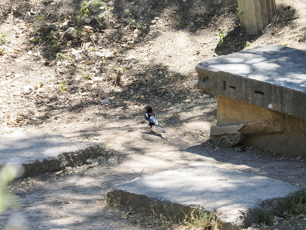 Eurasian Magpie from Athens, Greece on June 19, 2024 at 07:23 PM by ...