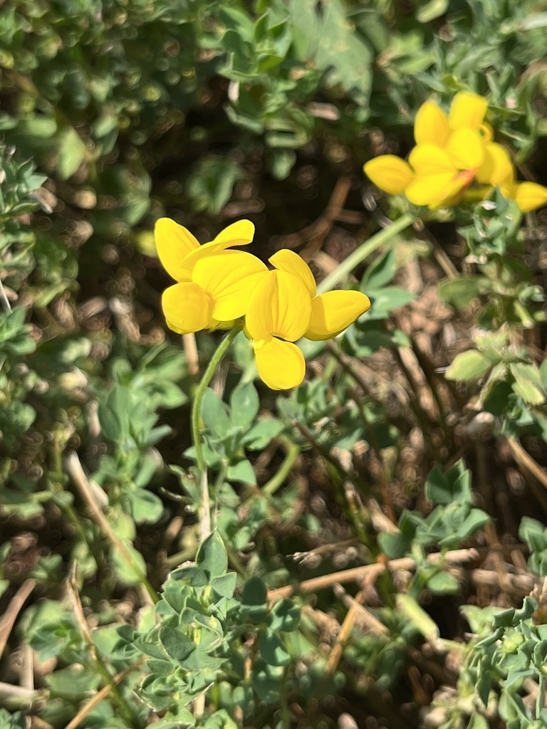 bird's-foot trefoil from West Kingston, RI, US on July 5, 2024 at 05:22 ...