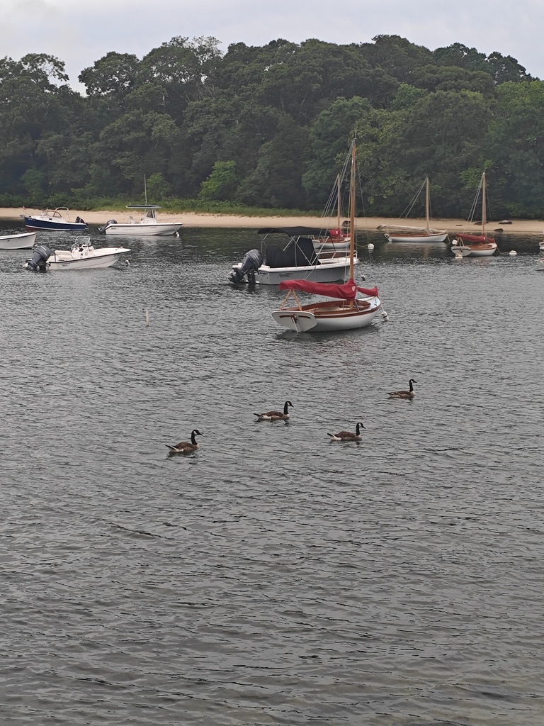 Canada Goose from Woods Hole, Falmouth, MA, 美国 on June 27, 2024 at 09: ...