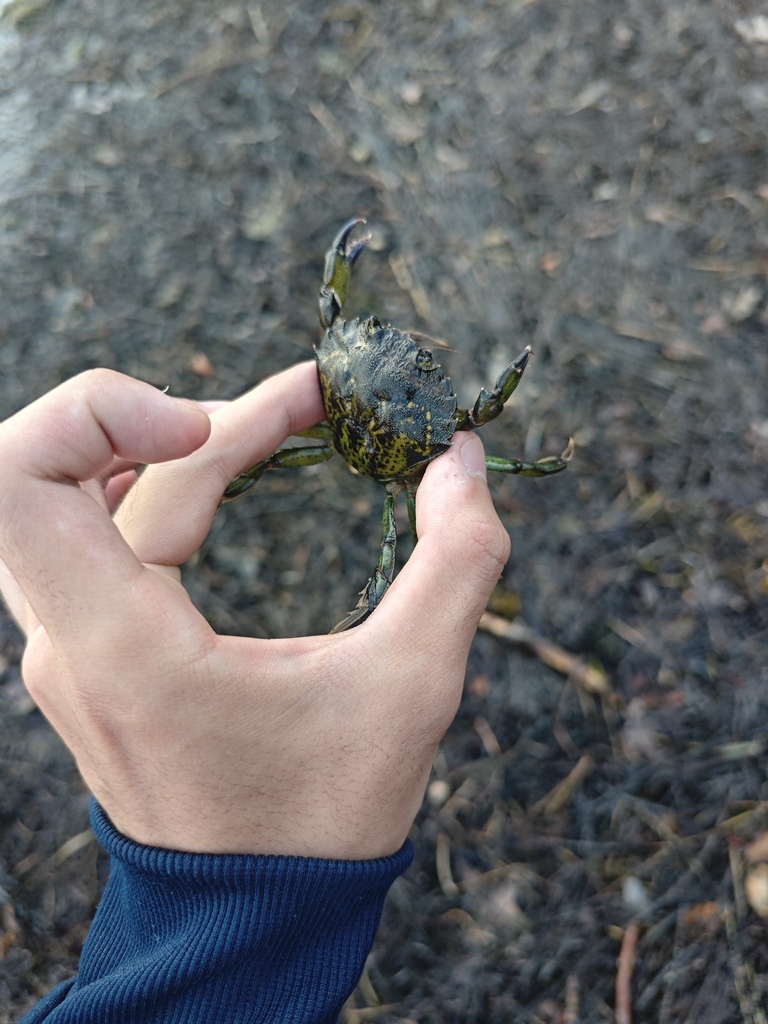 European Green Crab from Woods Hole, Falmouth, MA, 美国 on July 2, 2024 ...