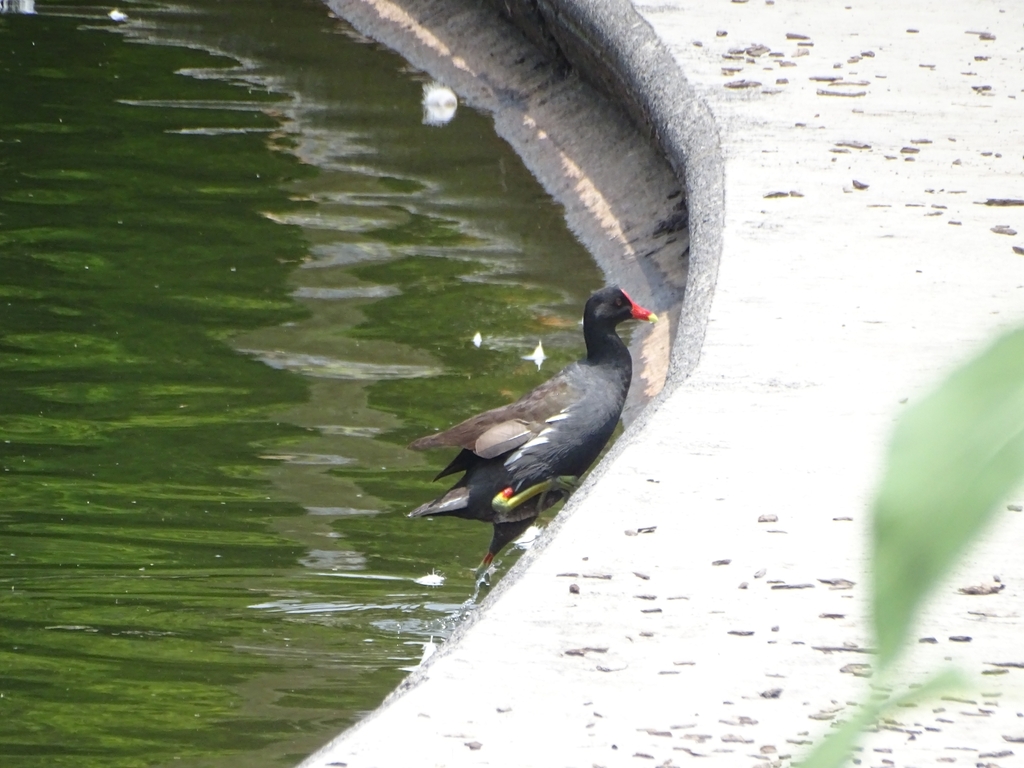 Common Gallinule from Bosque de Chapultepec II Secc, 11100 Ciudad de ...