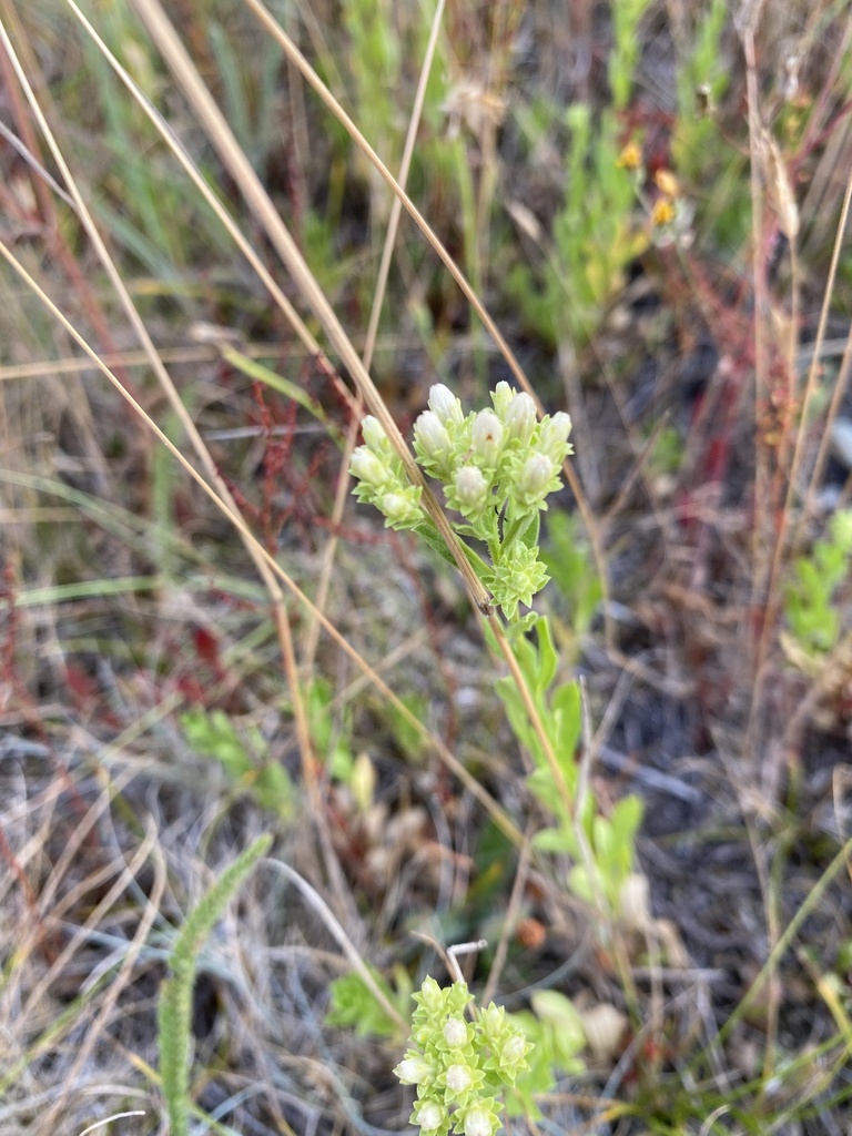 Columbian Whitetop Aster in July 2024 by firecraftnw · iNaturalist