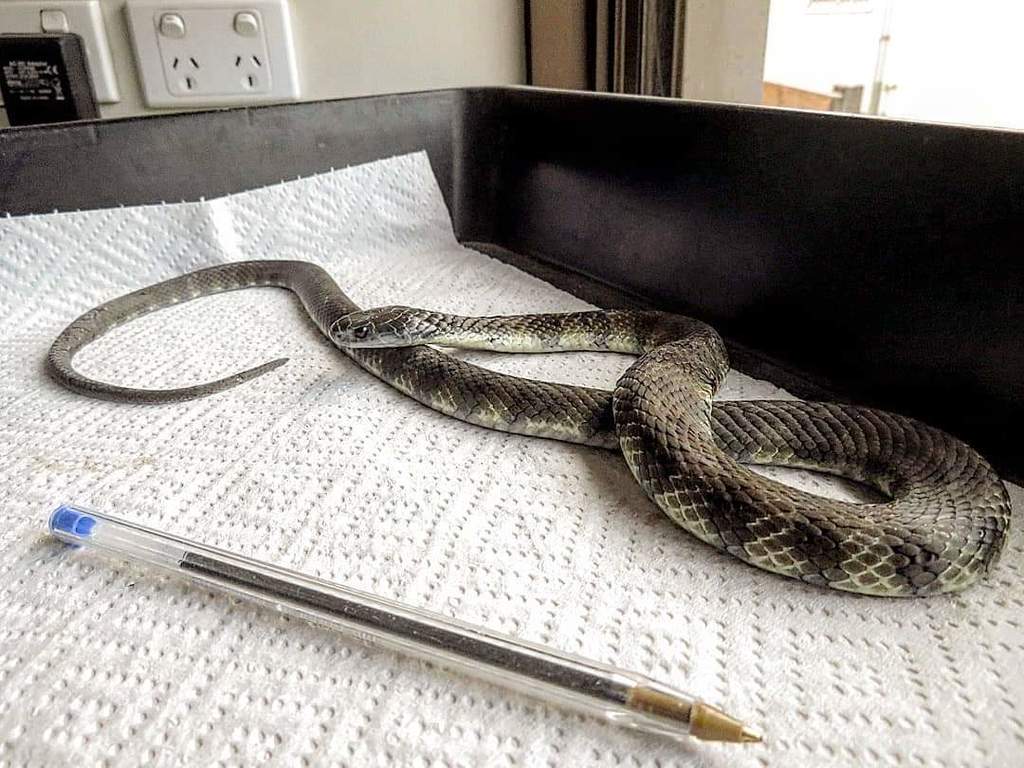 Tiger Snake from Cranbourne VIC 3977, Australia on March 2, 2019 by ...