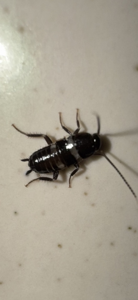 Smoky Brown Cockroach from Foxdale Rd, Memphis, TN, US on July 21, 2024 ...
