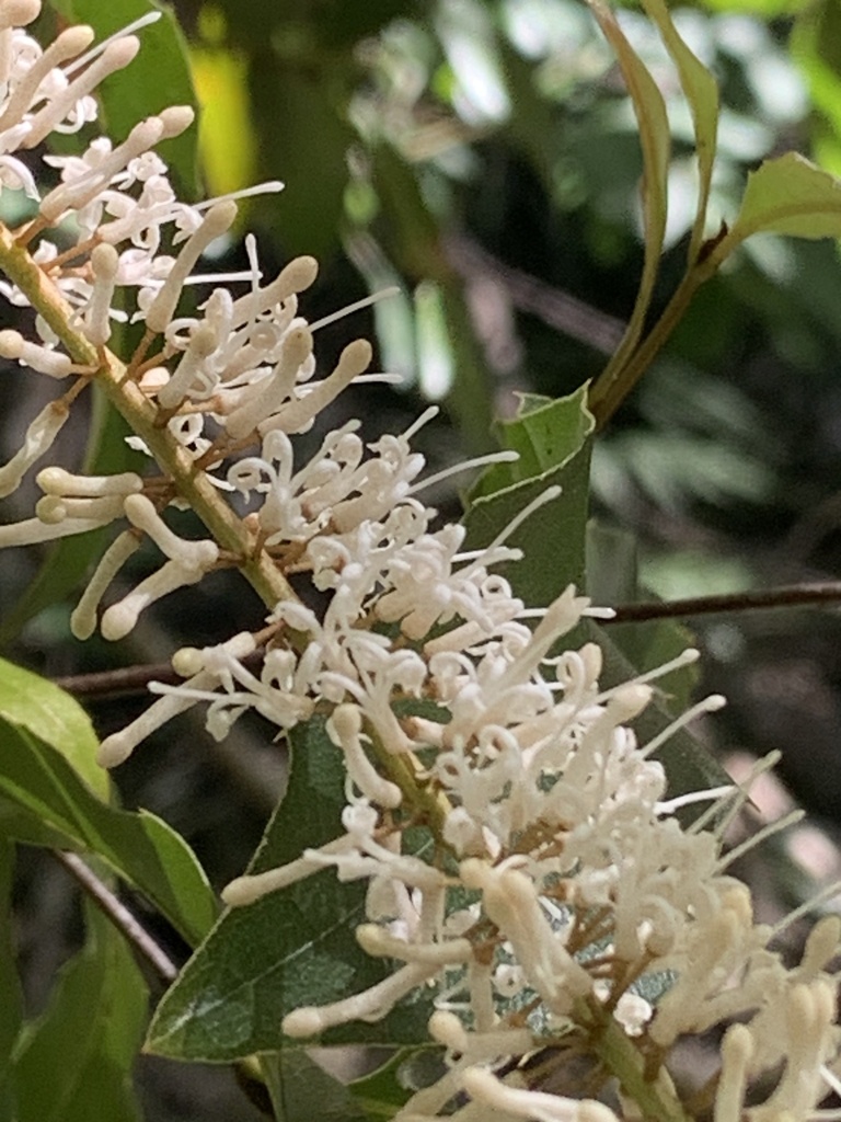 Queensland Macadamia from Balmoral Ridge, QLD, AU on July 22, 2024 at ...