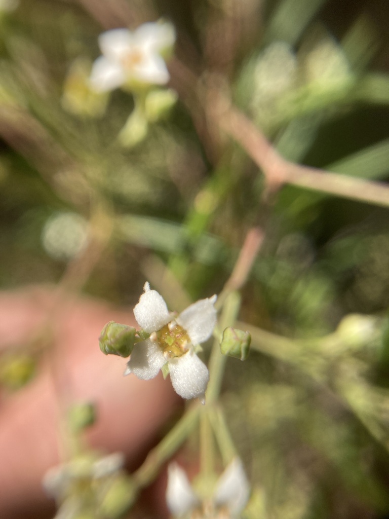 wallum zieria from Naree Budjong Djara National Park, North Stradbroke ...
