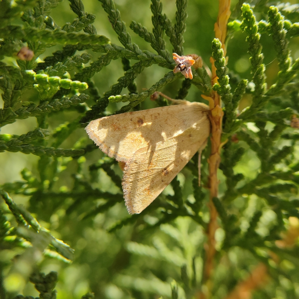 Cotton Bollworm Moth from Kota, IN-RJ, IN on July 22, 2024 at 09:11 AM ...