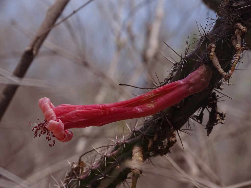 Octopus Cactus in June 2024 by Ulises Pinedo · iNaturalist