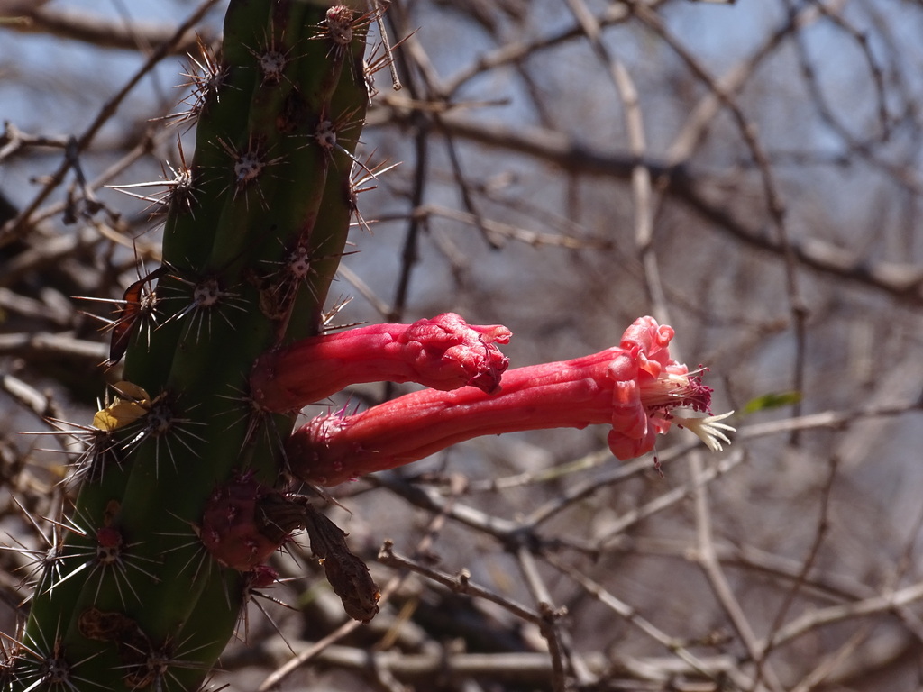 Octopus Cactus in June 2024 by Ulises Pinedo · iNaturalist