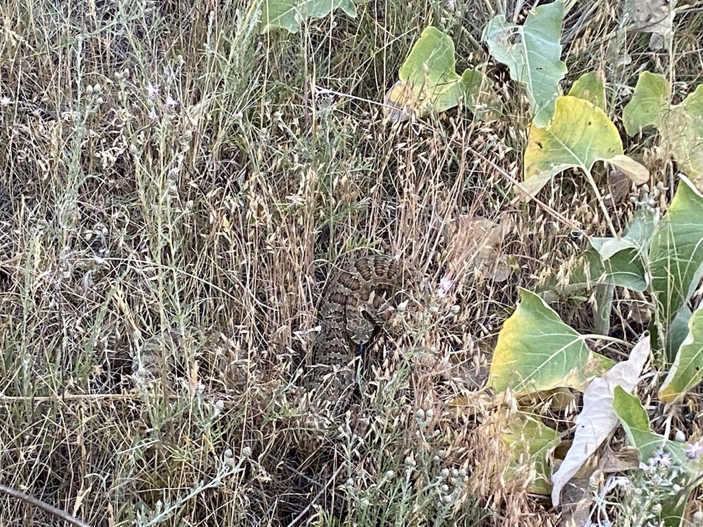 Prairie Rattlesnake from Hamilton, MT, US on July 21, 2024 at 09:17 PM ...