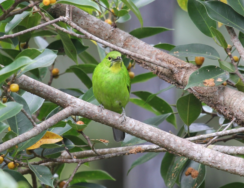 Lesser Green Leafbird in January 2014 by cirolana · iNaturalist