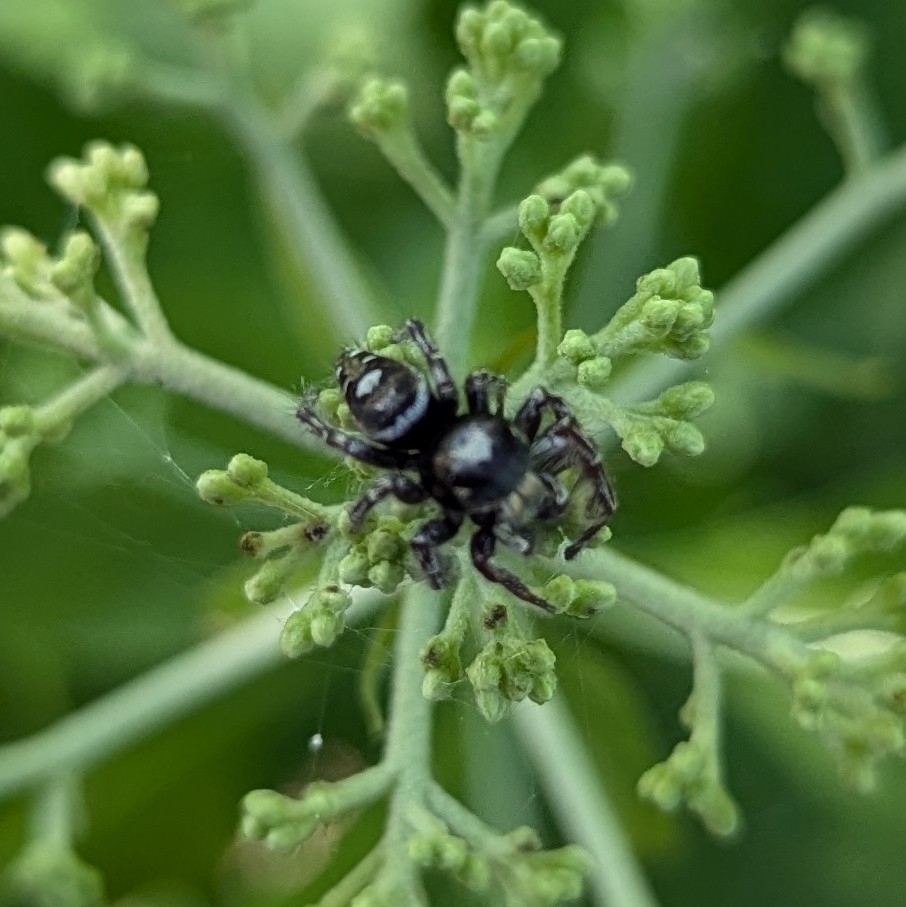 Putnam's Jumping Spider from Glenview, IL 60025, USA on July 17, 2024 ...