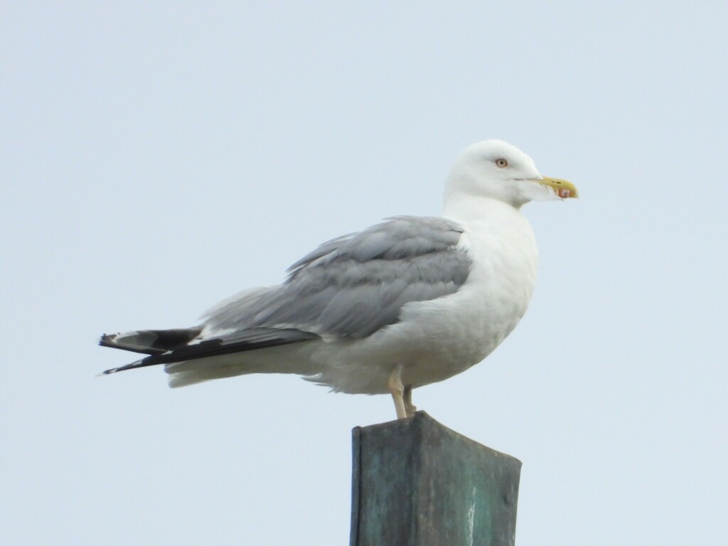 Large White-headed Gulls from Великий Новгород, Новгородская обл ...