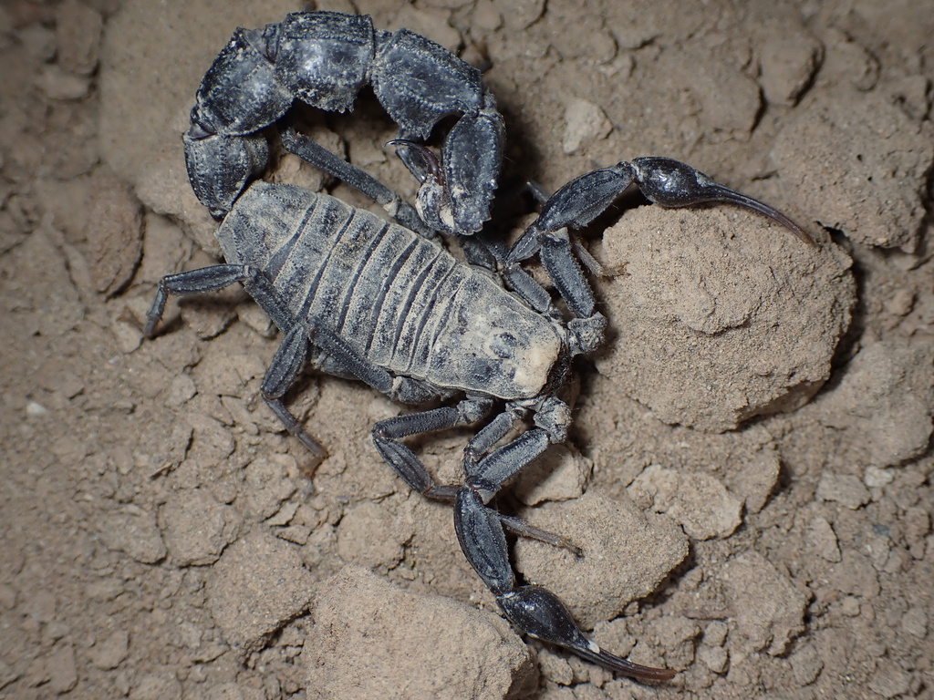 Androctonus crassicauda en julio 2024 por Kian · iNaturalist Mexico