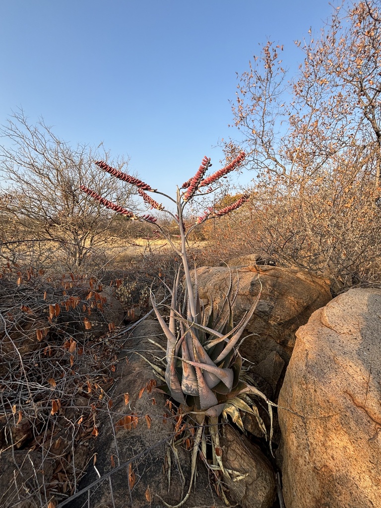 Aloe globuligemma from Musina Mine, Musina, LP, ZA on July 22, 2024 at ...