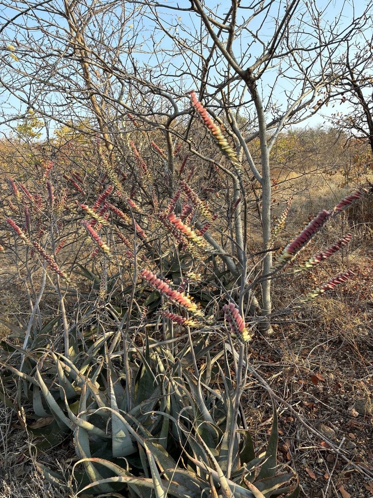 Aloe globuligemma from Musina Mine, Musina, LP, ZA on July 22, 2024 at ...