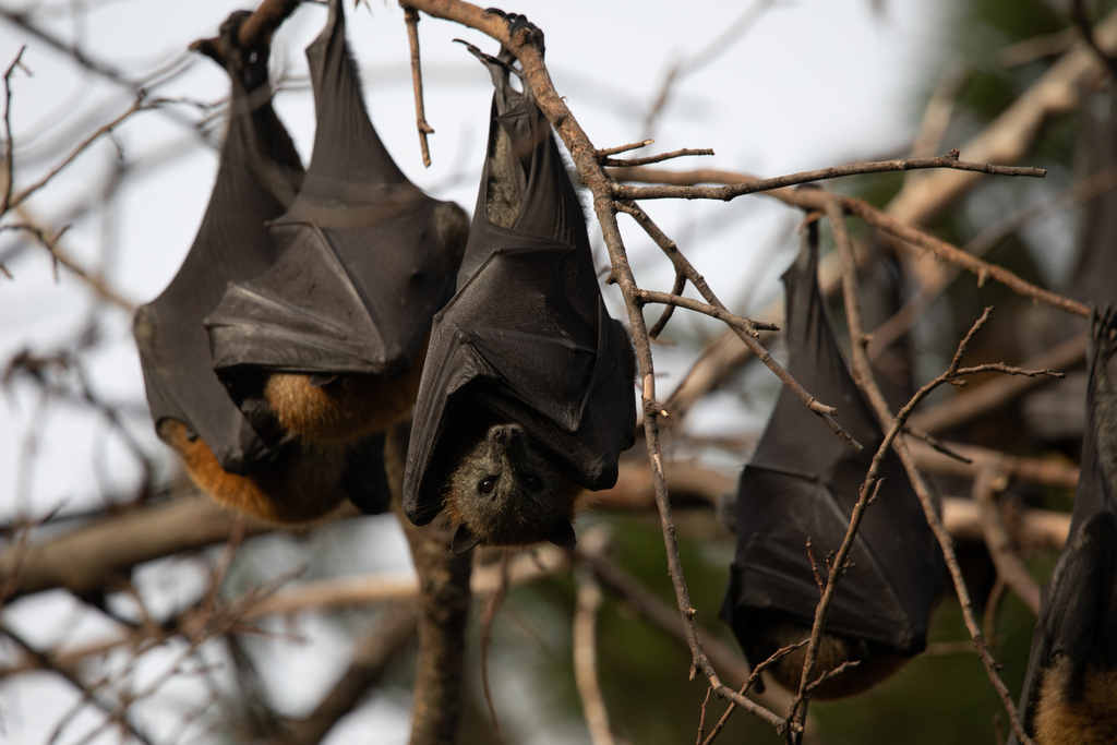 Grey-headed Flying-fox from Adelaide SA, Australia on July 22, 2024 at ...