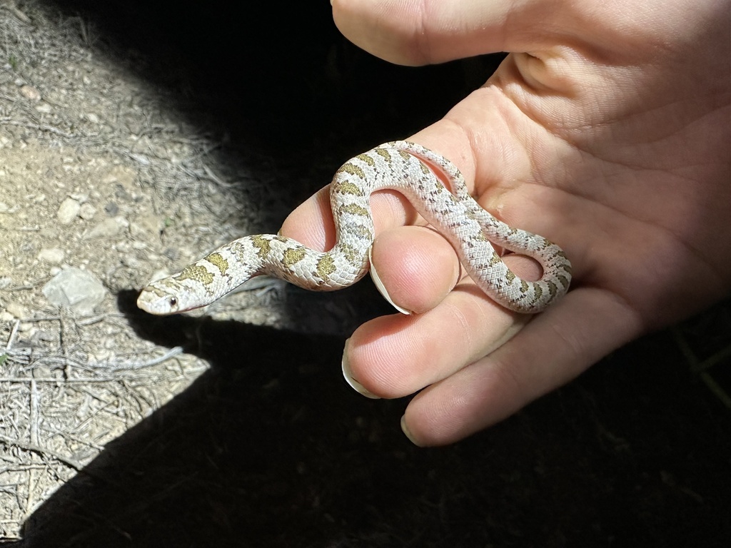Chihuahuan Hook-nosed Snake in June 2024 by herphendrie · iNaturalist